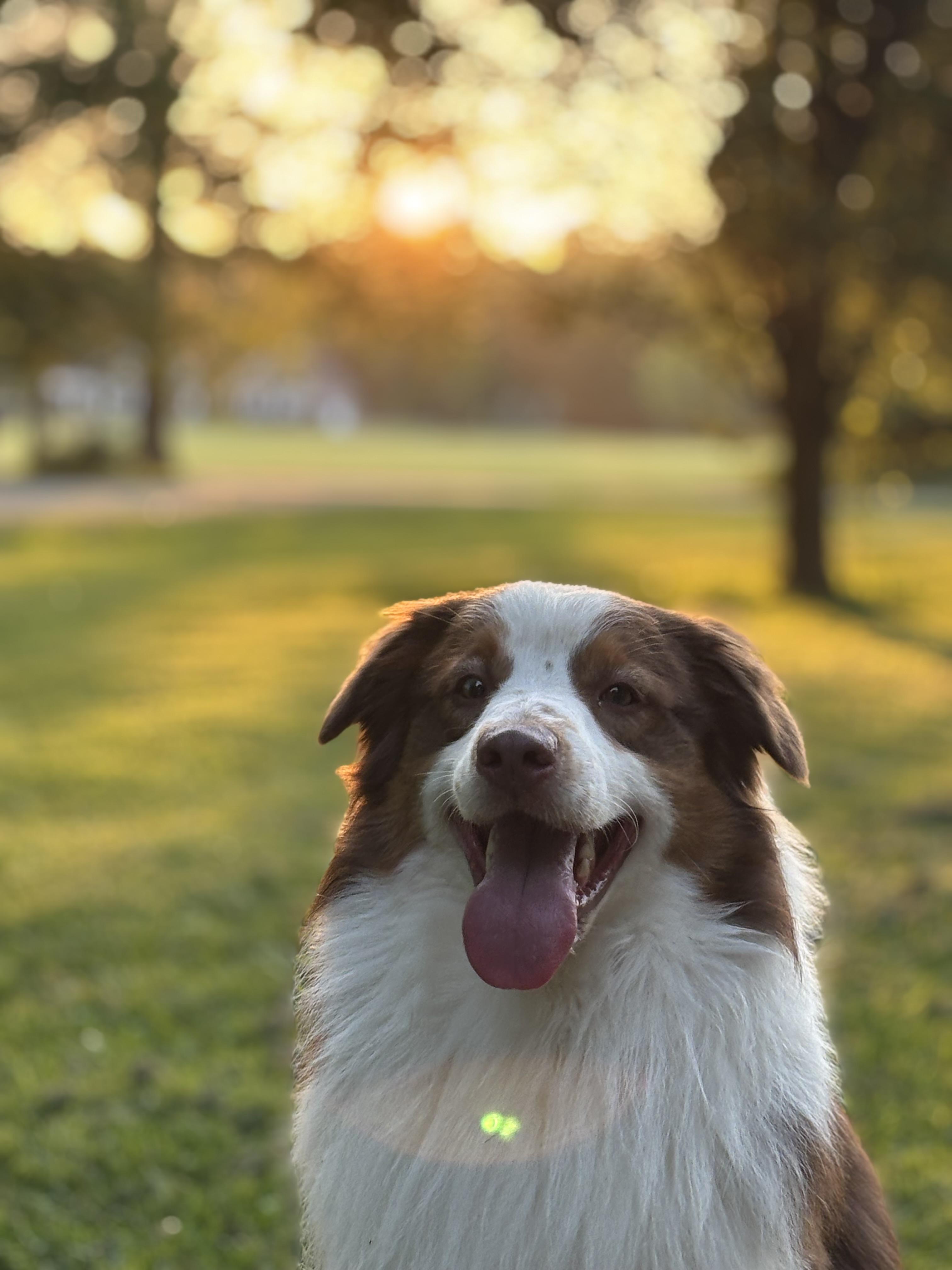 OakHaven Acres Aussies in Ohio | Australian Shepherd puppies | Good Dog