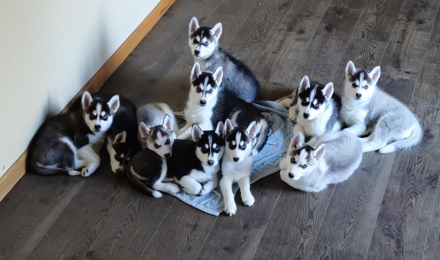 Blue Star Siberians in Ohio | Siberian Husky puppies | Good Dog