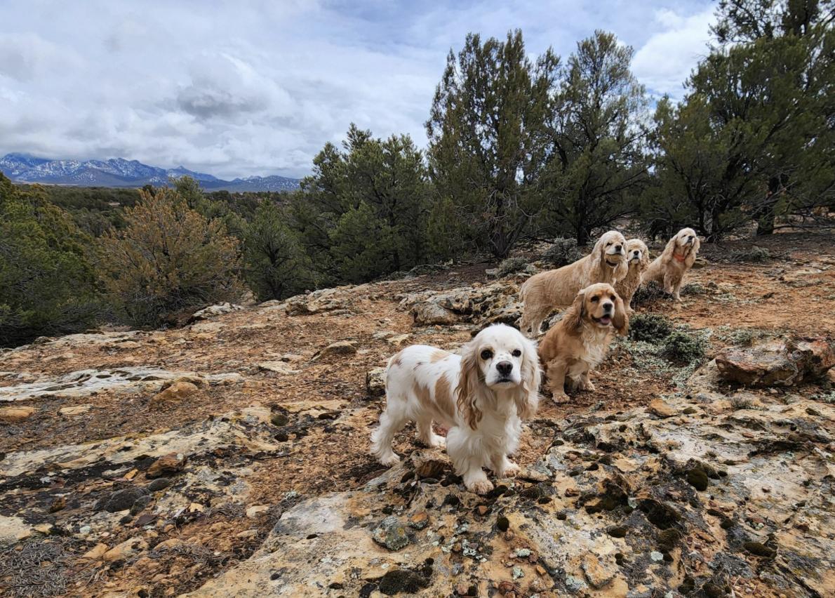 Gail Workman's Cocker Spaniels in Utah | Cocker Spaniel puppies | Good Dog