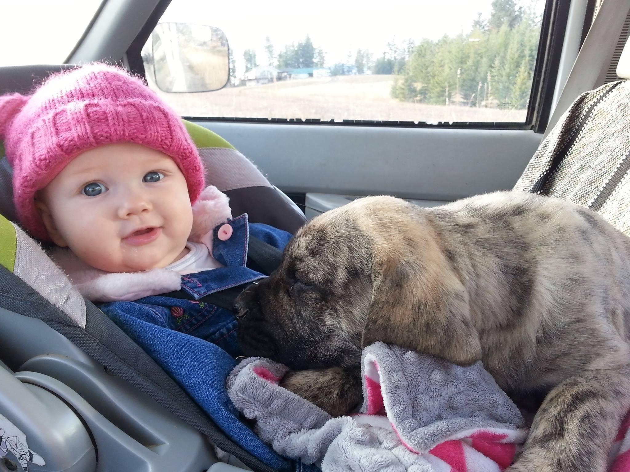 Fire Creek Mastiffs in Texas | Mastiff puppies | Good Dog