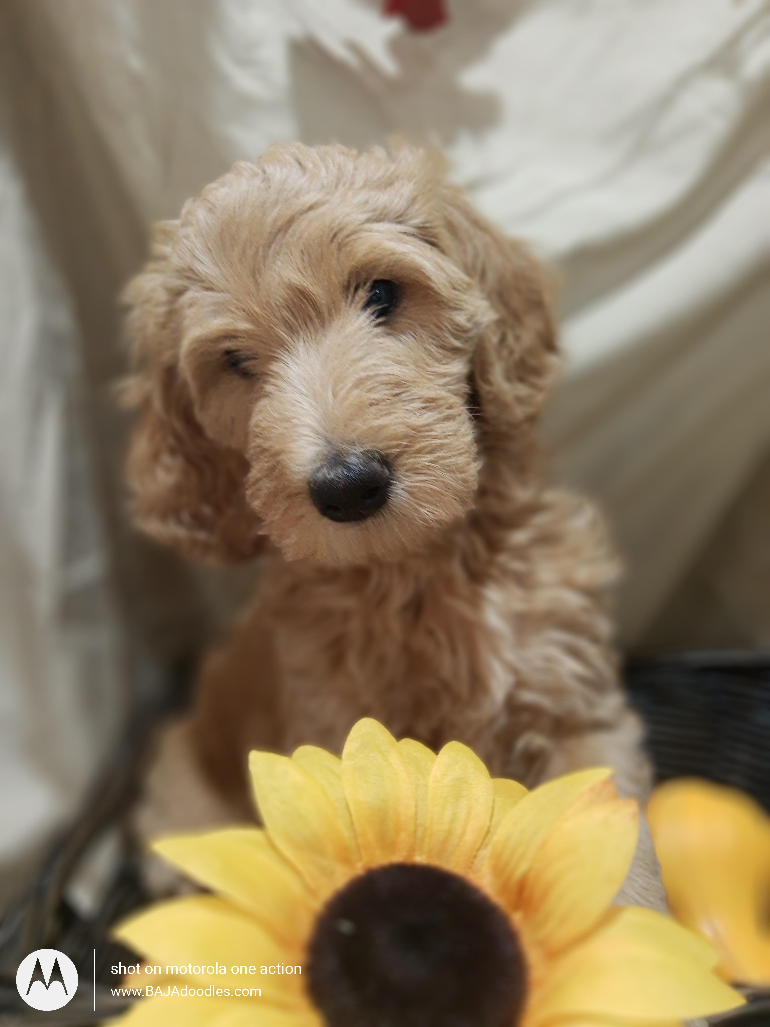BAJAdoodles in Florida | Goldendoodle puppies | Good Dog
