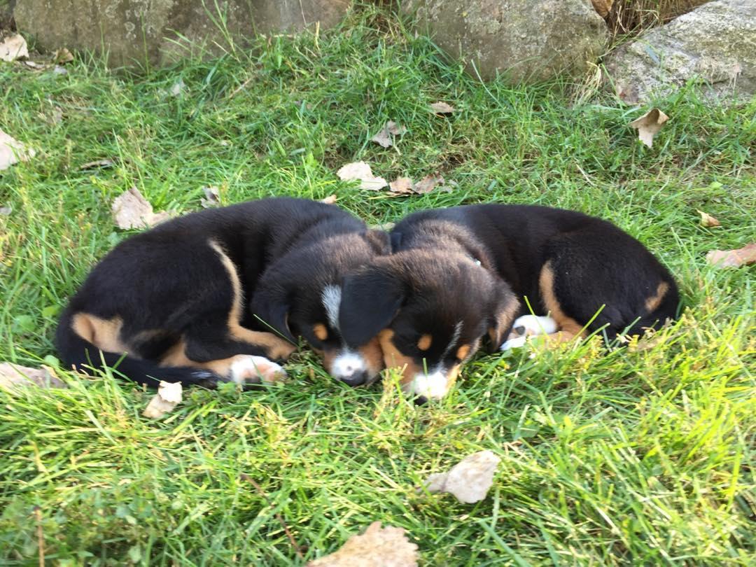 Swiss Stock Entlebuchers in Wisconsin | Entlebucher Mountain Dog ...