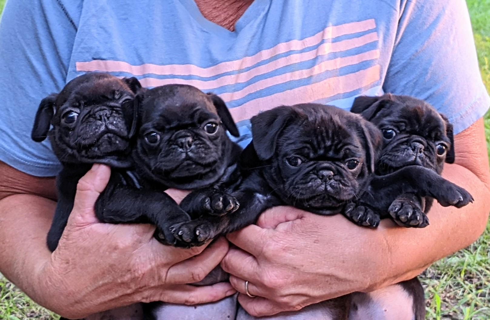 Sauder Pugs in Illinois | Pug puppies | Good Dog