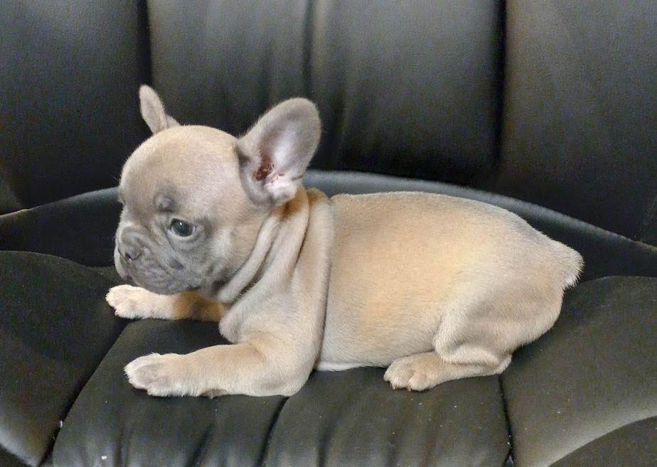 Double Barrel Bulldogs in Texas | French Bulldog puppies | Good Dog