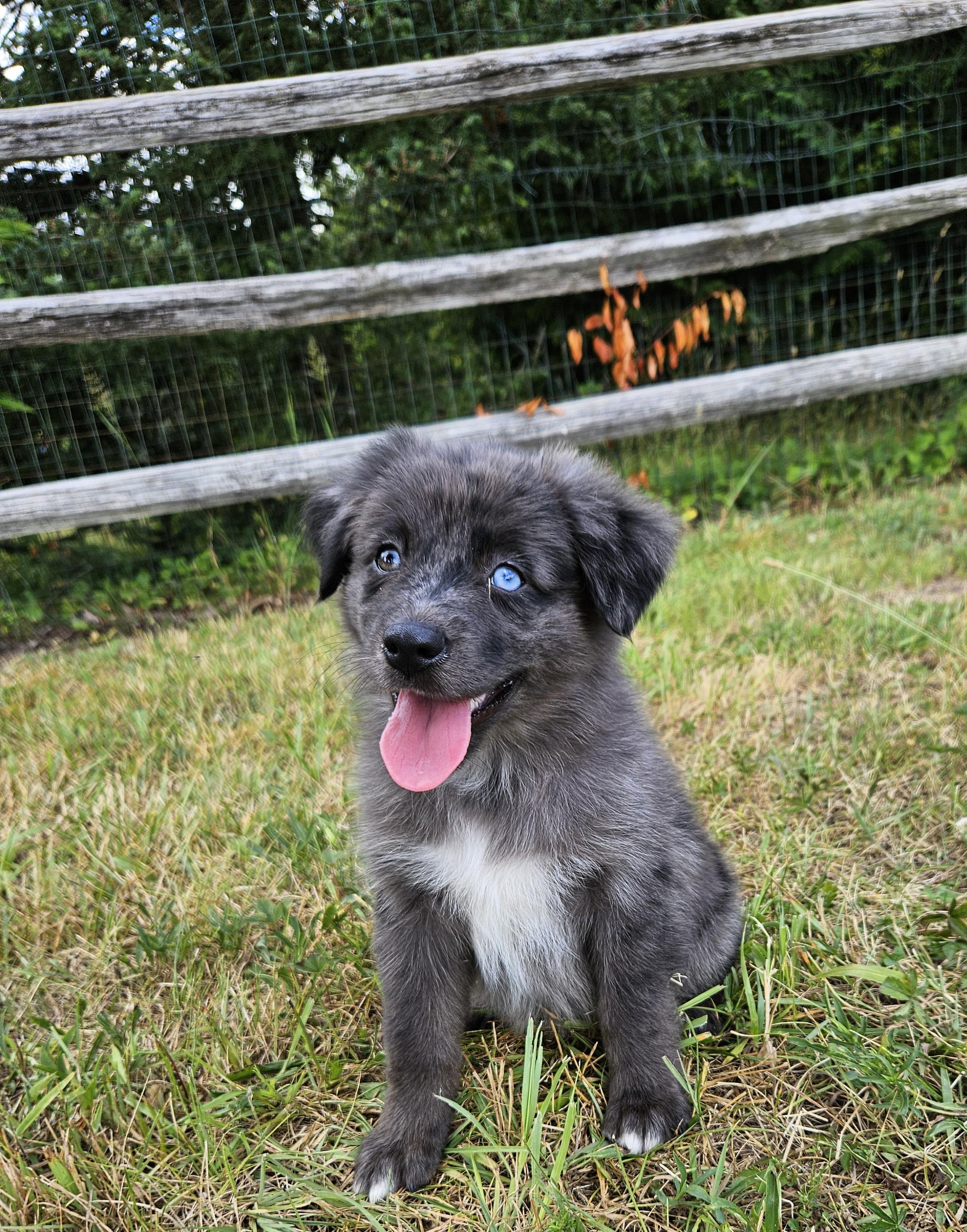 Mountain Top Shepherd's in Pennsylvania | Pembroke Welsh Corgi and ...