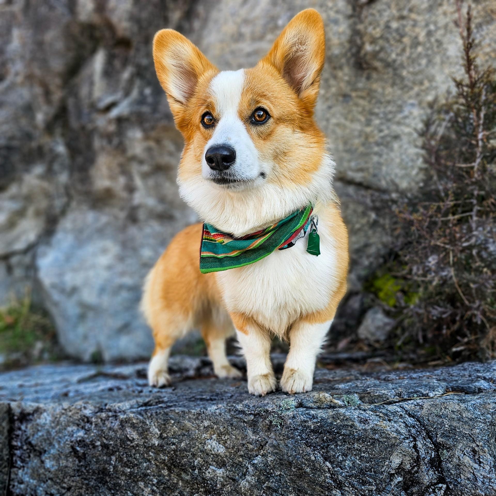 America's Red White and Bluie Corgis in North Carolina | Pembroke Welsh Corgi and American Corgi ...