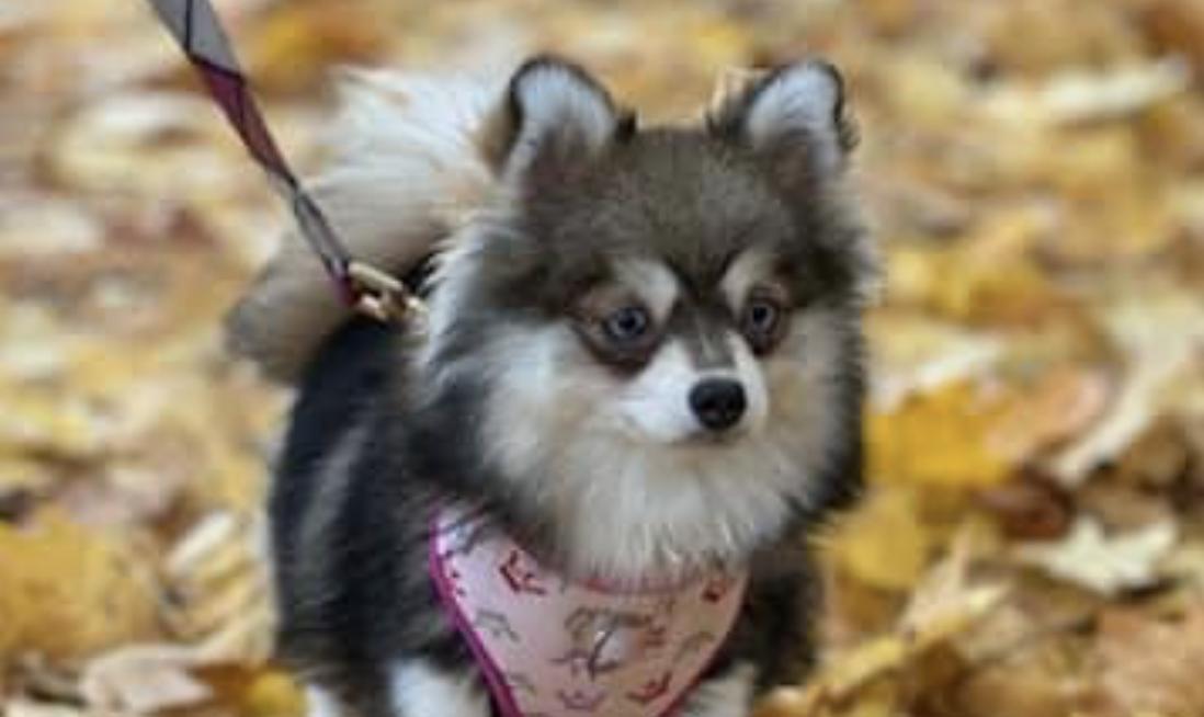 Evergreen Pomskies in Washington | Pomsky puppies | Good Dog