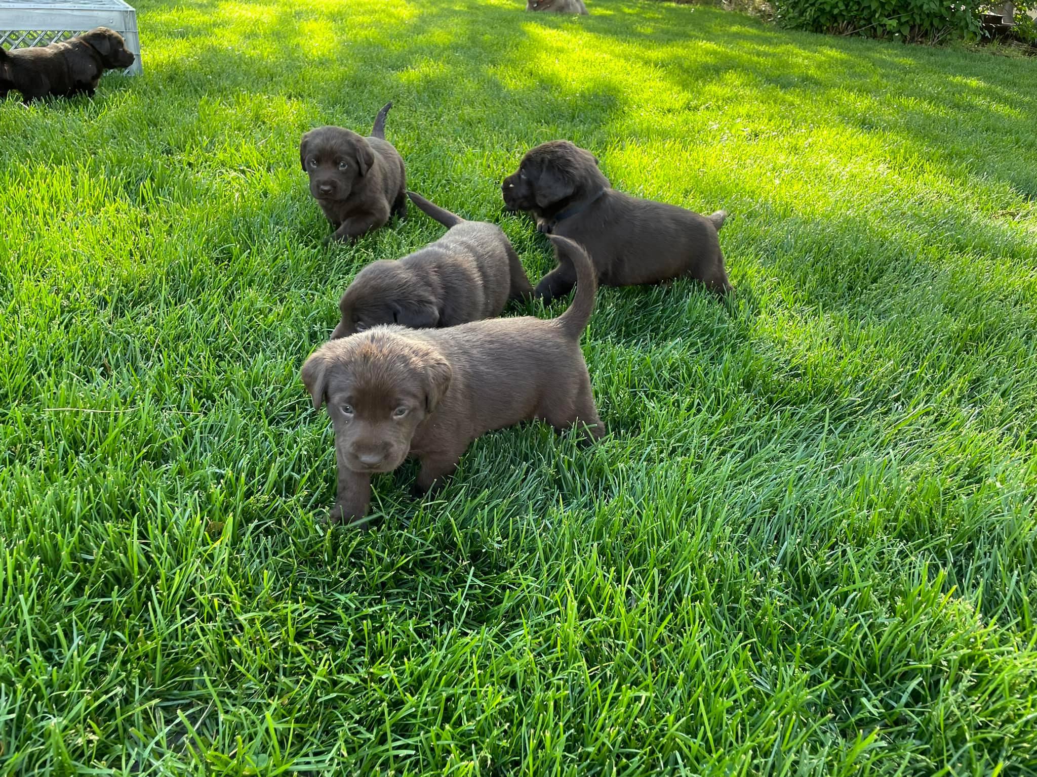 Scotty’s Chocolate Labs in Nebraska | Labrador Retriever puppies | Good Dog
