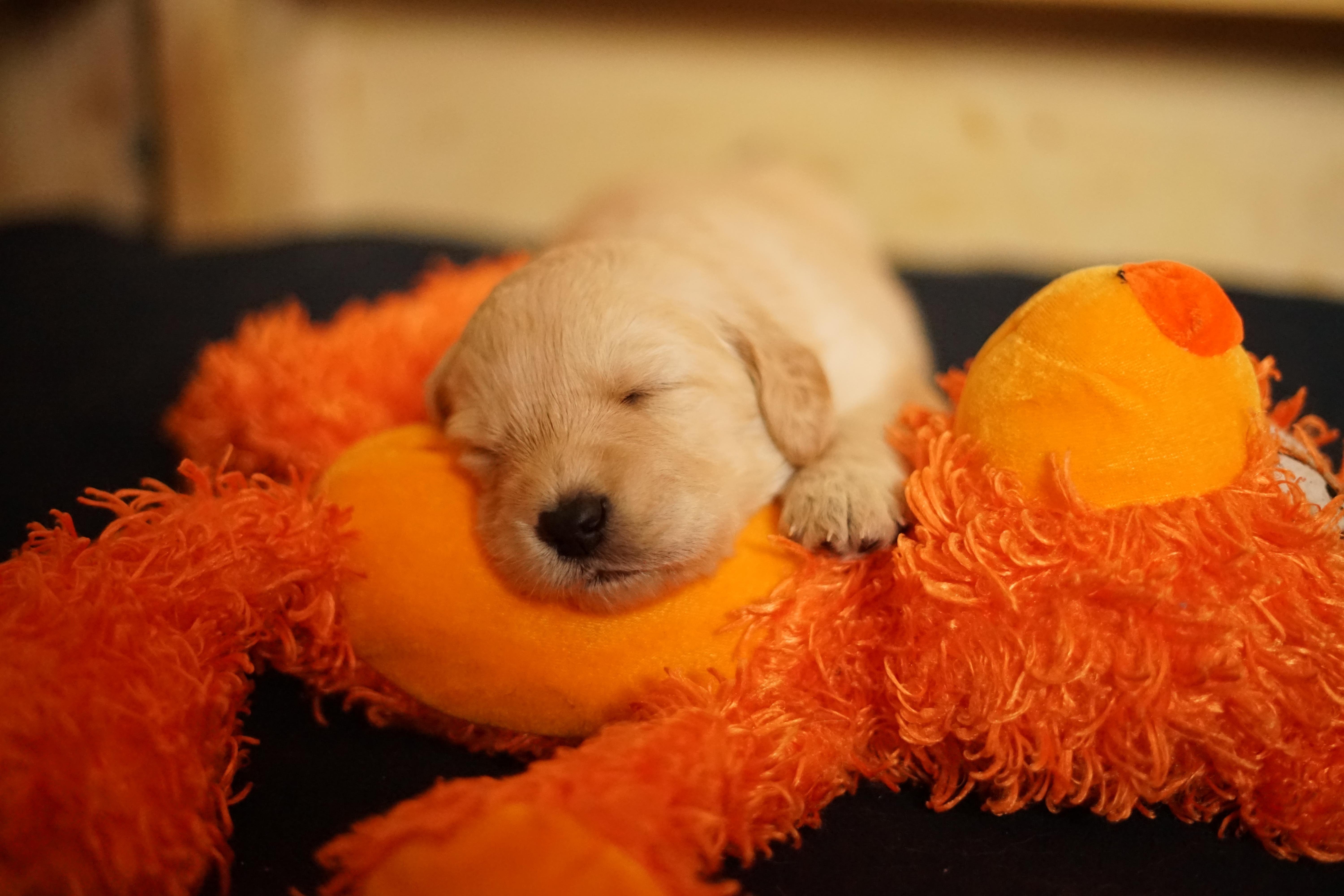 Guppy Puppies in Georgia | Golden Retriever, Goldendoodle or ...