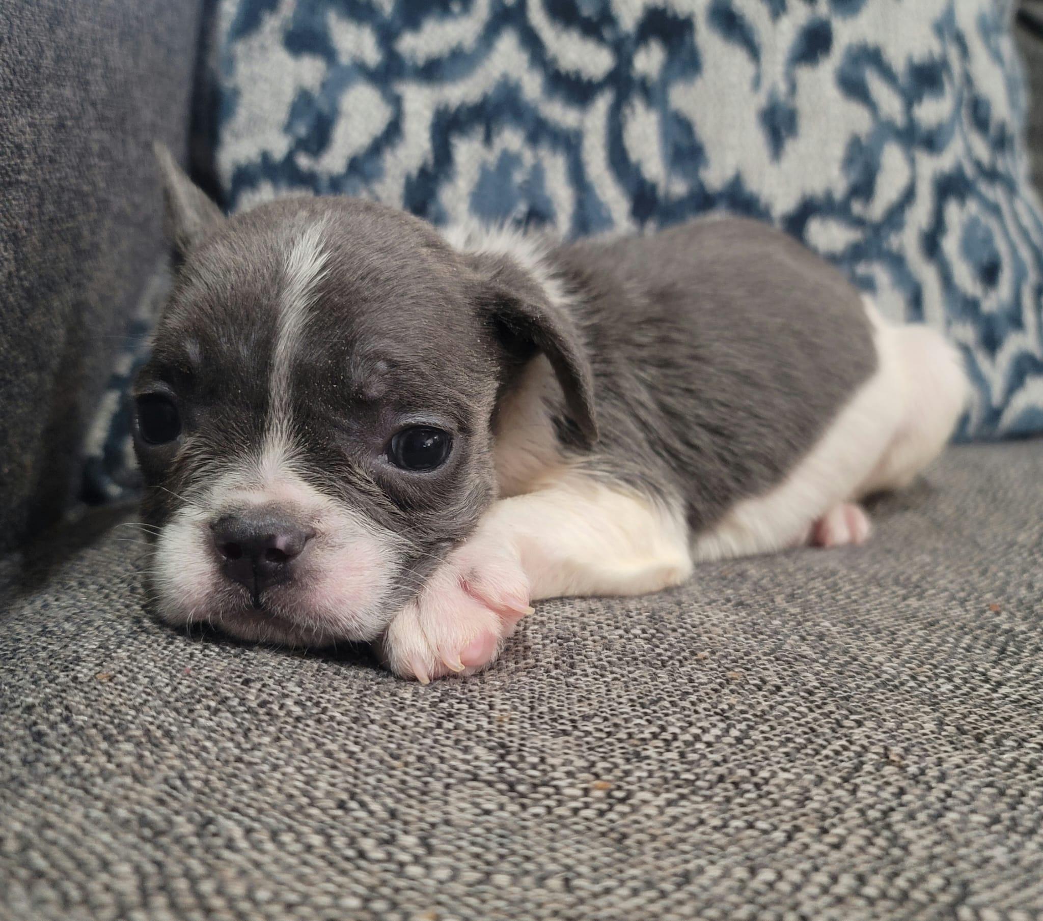 Prime_Frenchies in Washington | French Bulldog puppies | Good Dog