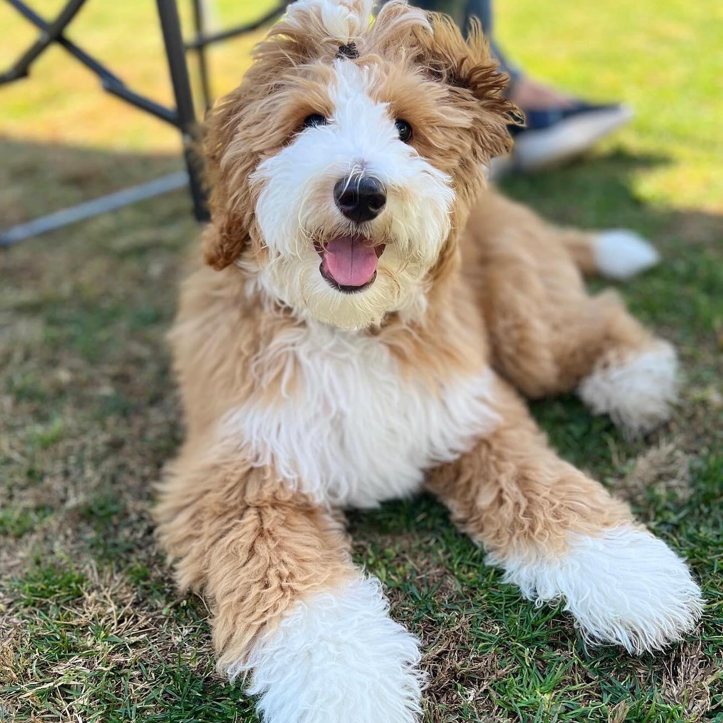 AlltheDoodlez_ in California | Bernedoodle, Bernese Mountain Dog ...