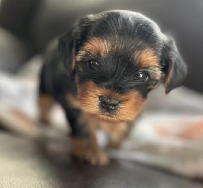 Diddly Dog Company in Georgia | Yorkshire Terrier puppies | Good Dog