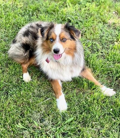 Lockhart Mini Aussies in Oklahoma | Miniature Australian Shepherd and ...
