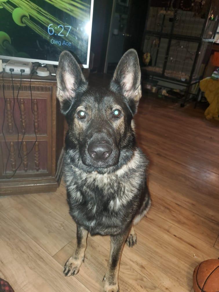 Ramona Pinkowsky's German Shepherds in Pennsylvania | German Shepherd ...
