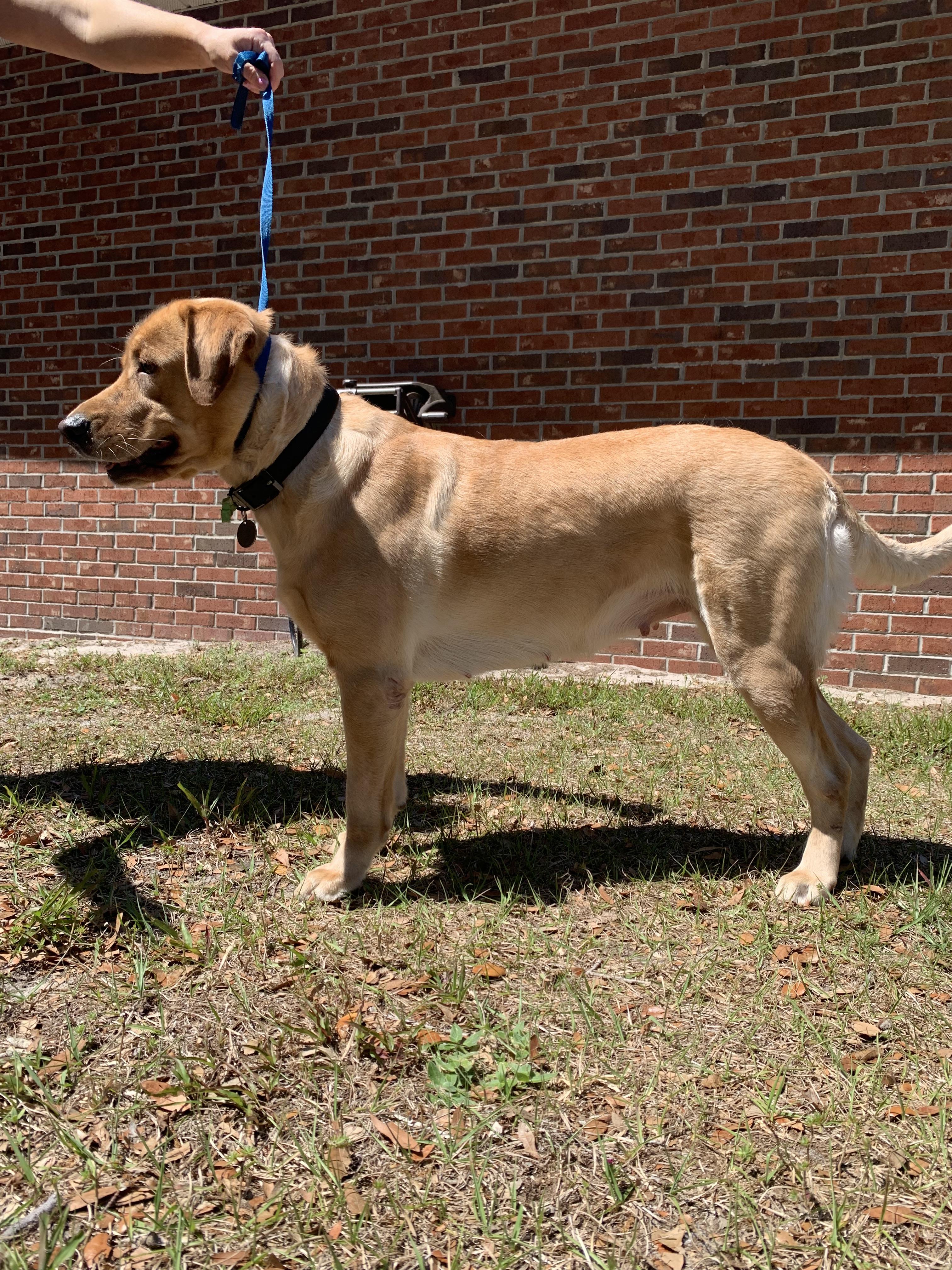 Salty Duck Retrievers in Florida | Labrador Retriever puppies | Good Dog