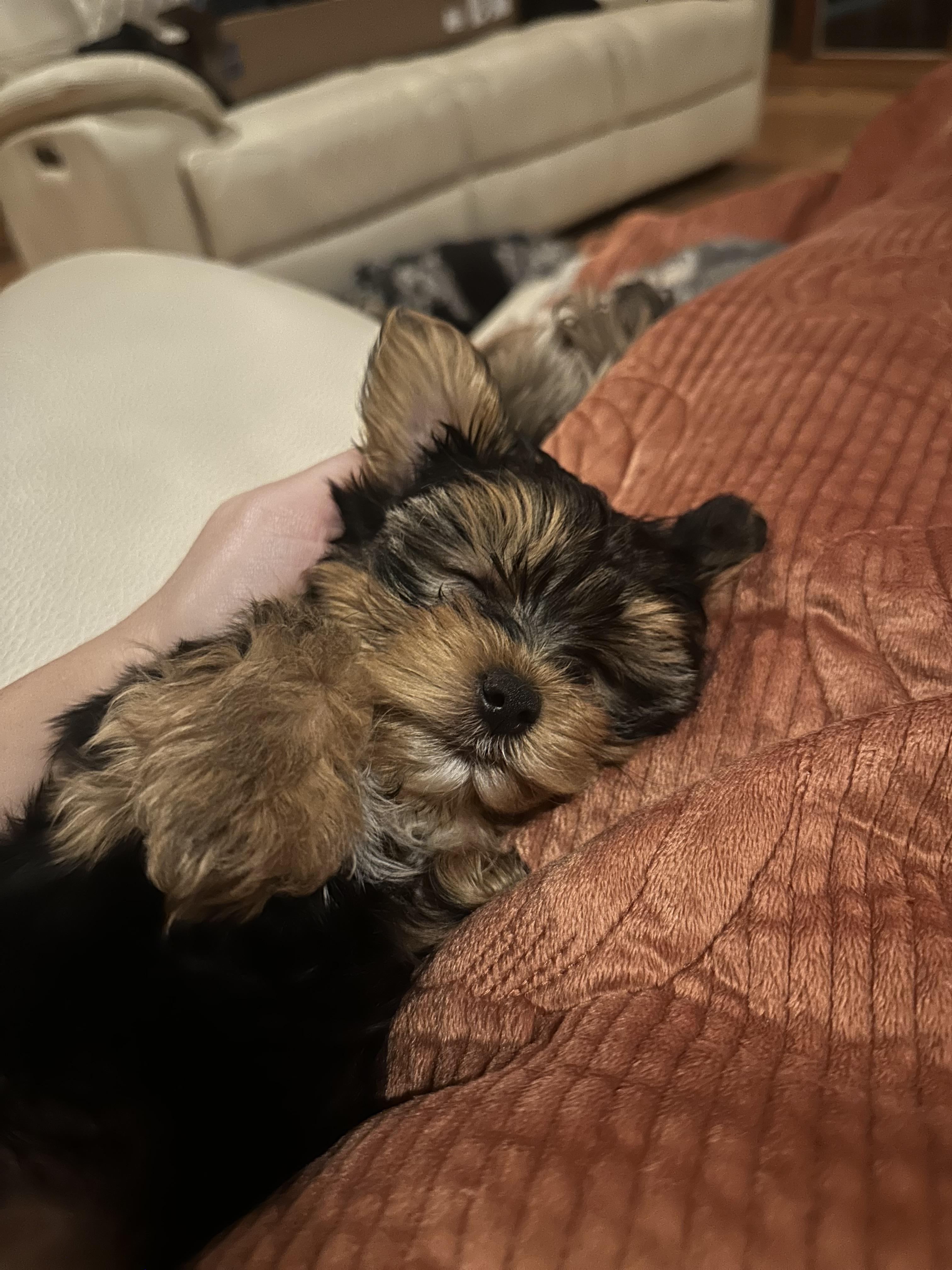 Pawsh Pups in Missouri | Yorkshire Terrier puppies | Good Dog