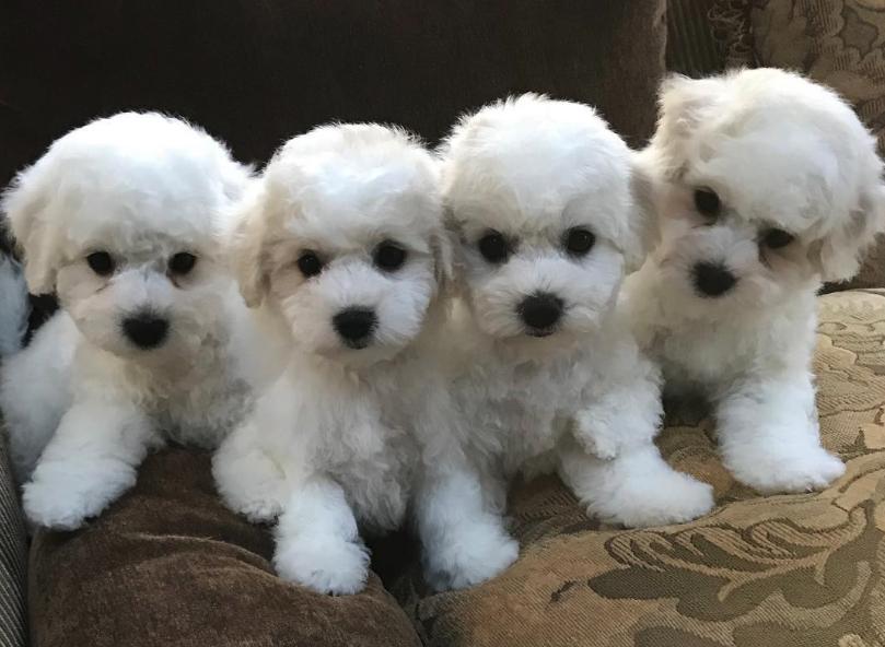 Doriann Bichons in New York | Bichon Frise puppies | Good Dog