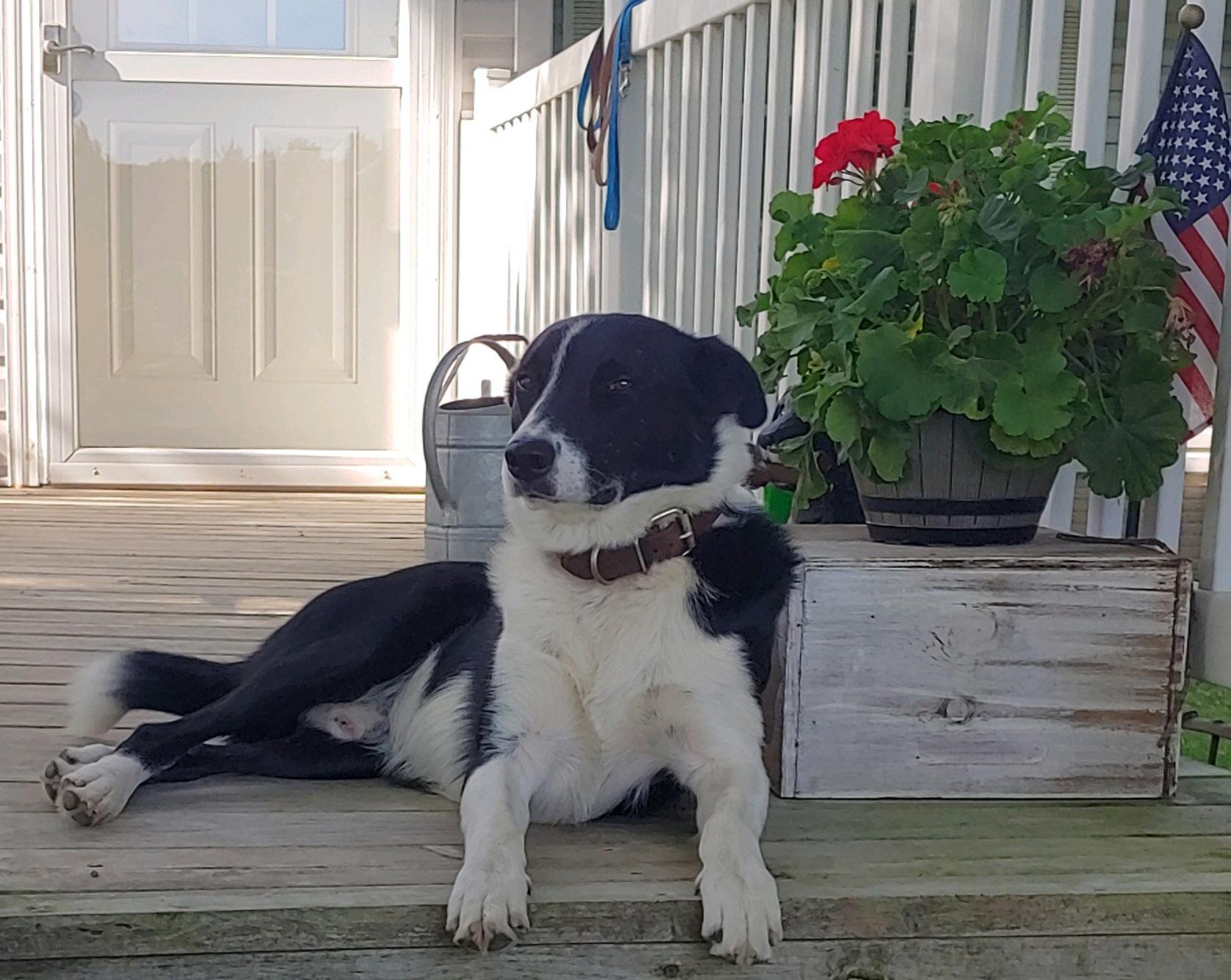 MACs Border Collies in Texas | Border Collie puppies | Good Dog