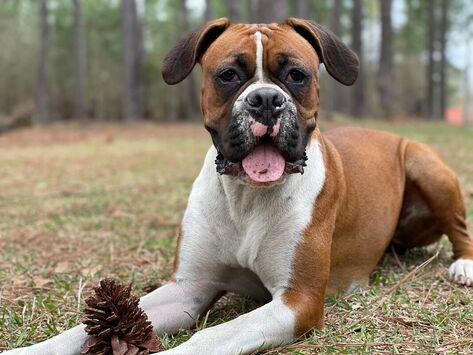 Mischievous Boxers in Georgia | Boxer puppies | Good Dog