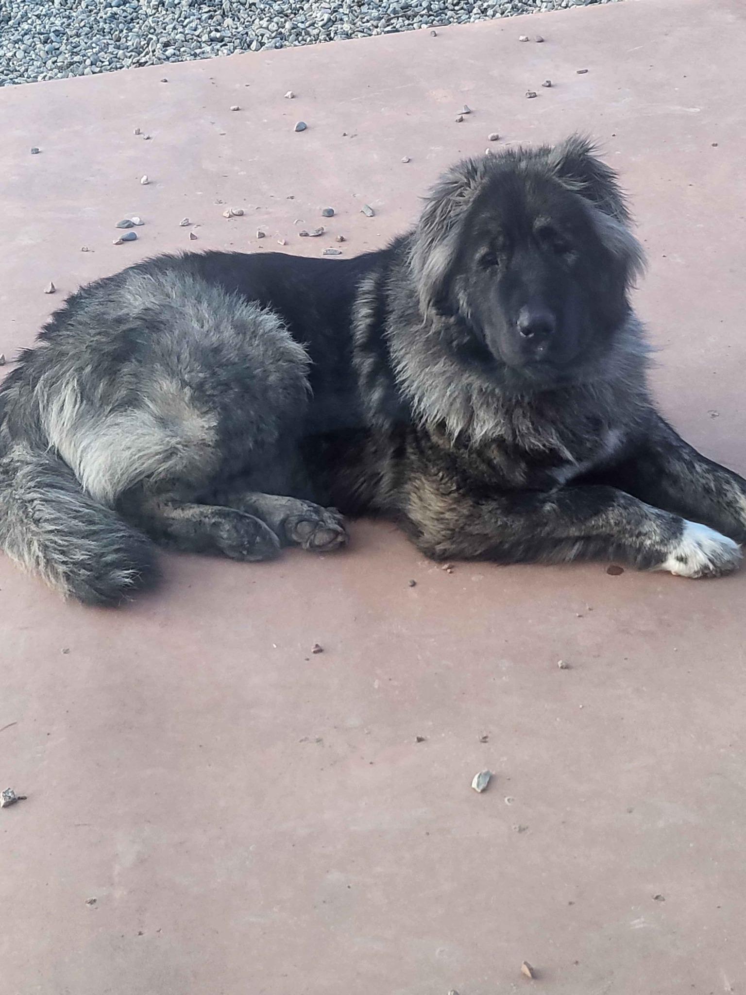 Elane's Caucasian Shepherd Dogs in Colorado | Caucasian Shepherd Dog ...