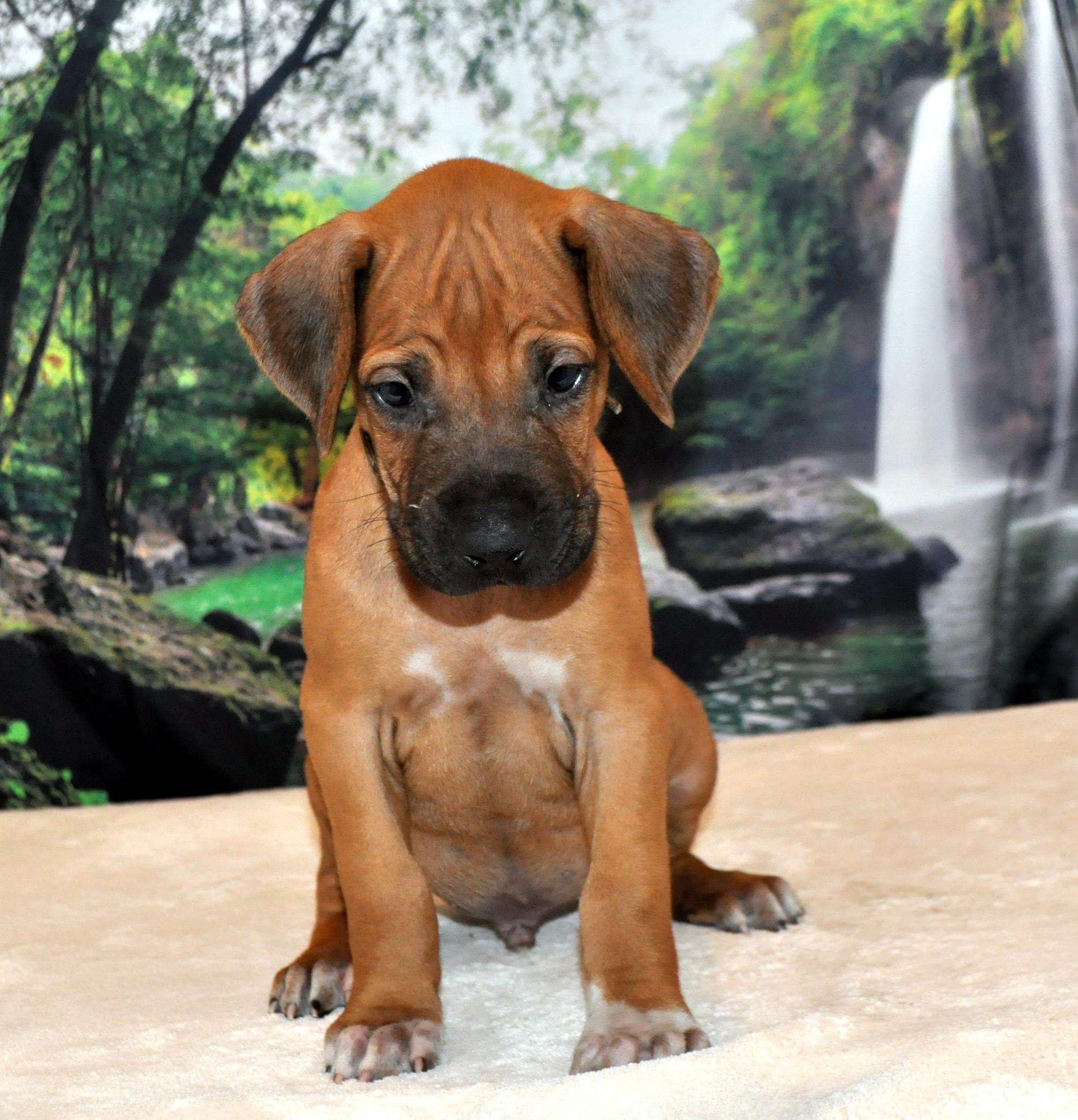 Chioke Rhodesians in Florida | Rhodesian Ridgeback puppies | Good Dog