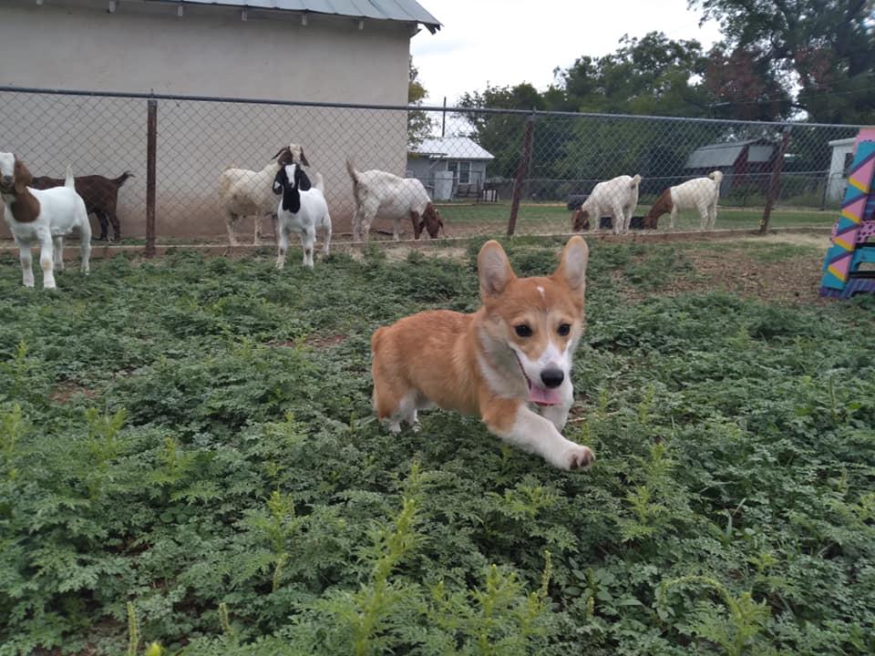God's Little Corgis in Texas | Pembroke Welsh Corgi puppies | Good Dog