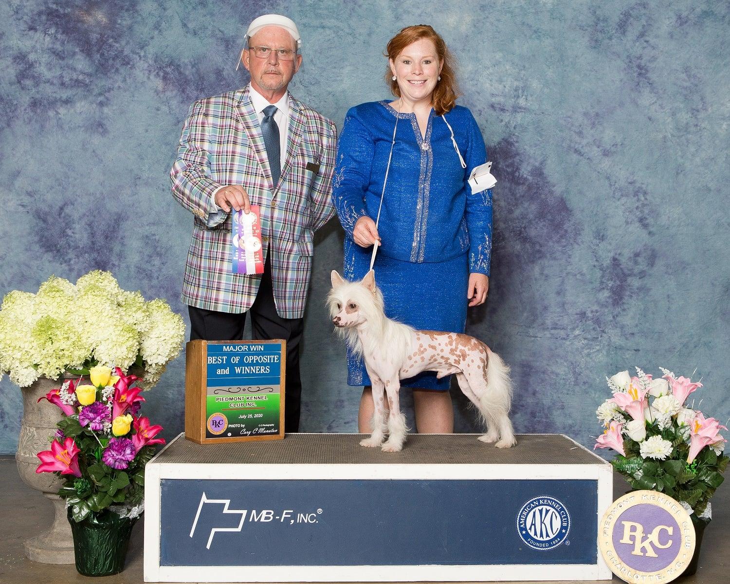 Frozen Star Kennels in North Carolina | Chinese Crested, Ibizan Hound ...