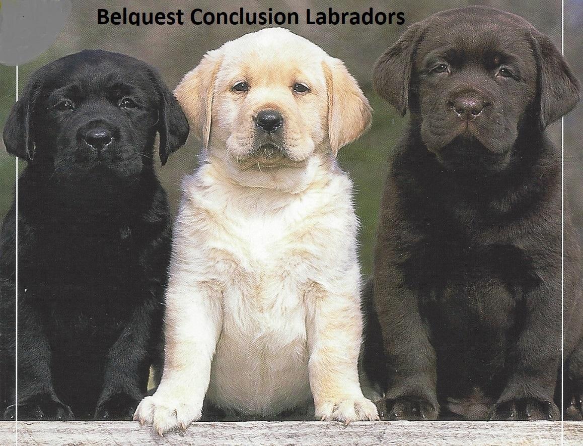 Belquest Conclusion Labradors in Maryland | Labrador Retriever puppies | Good Dog