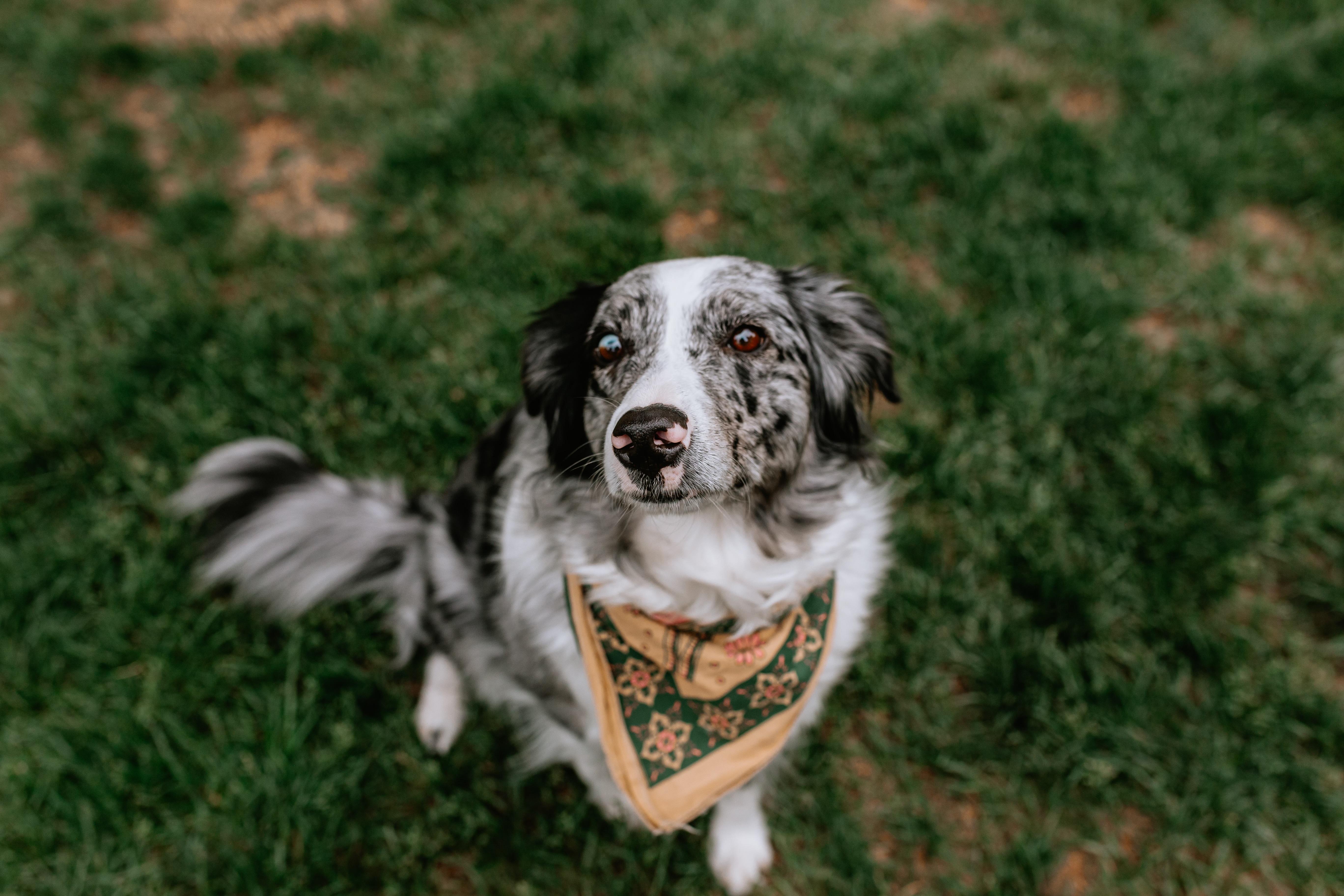 Danni's Miniature Australian Shepherds in Colorado | Miniature ...