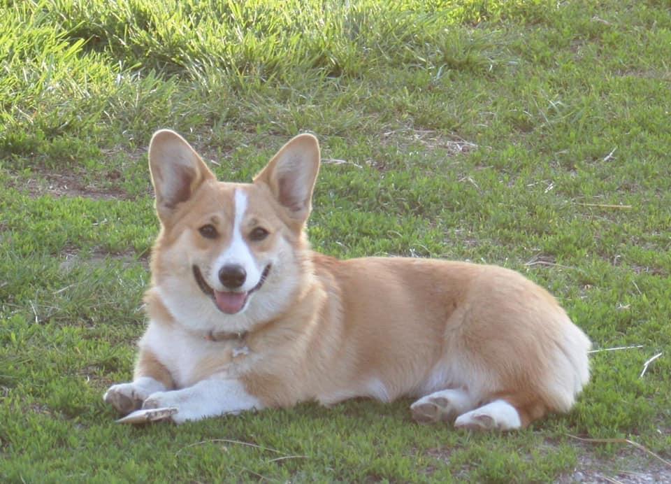 Early Paw Prints in Missouri | Pembroke Welsh Corgi puppies | Good Dog