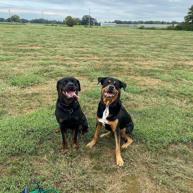 Aruna Rottweilers in New Jersey | Rottweiler puppies | Good Dog