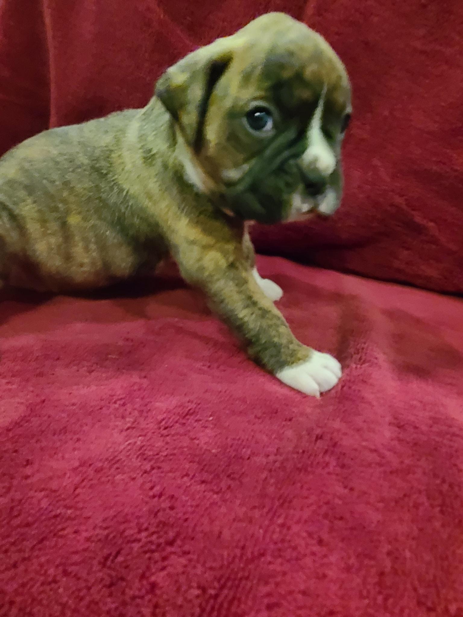 Matthew Shilling in Missouri | Boxer puppies | Good Dog