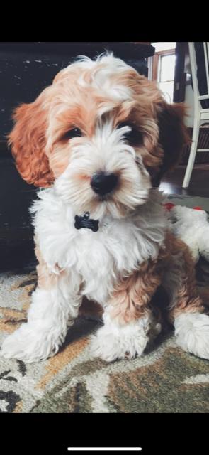 Maple’s Cockapoo's and Libby's Schnauzer Puppies in Iowa | Cockapoo and ...