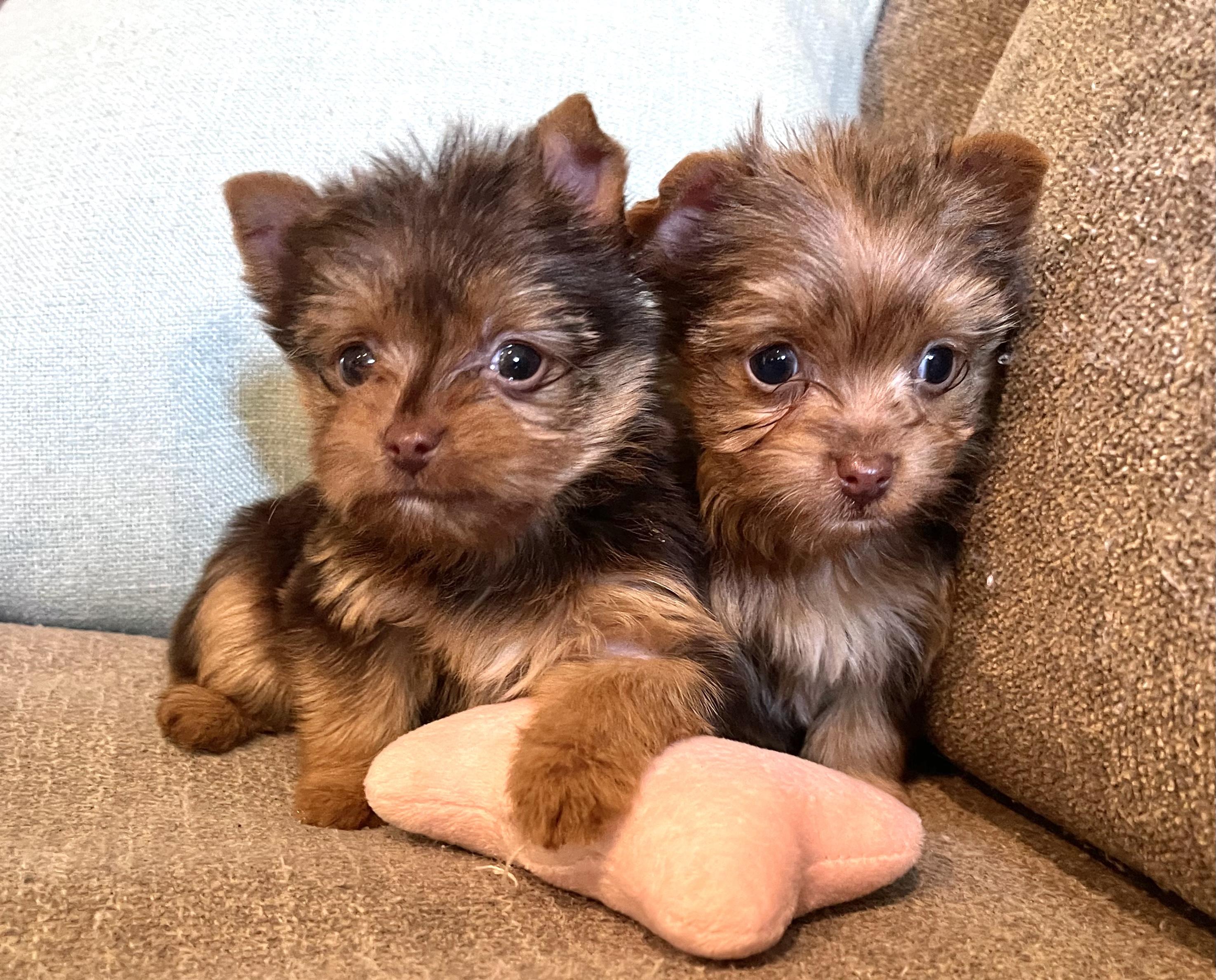 Bluff City Yorkies in Mississippi | Yorkshire Terrier puppies | Good Dog