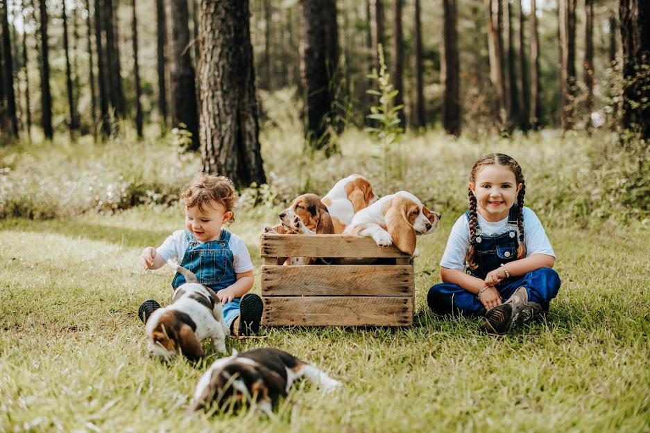 Greene Acres Bassets in Georgia | Basset Hound puppies | Good Dog