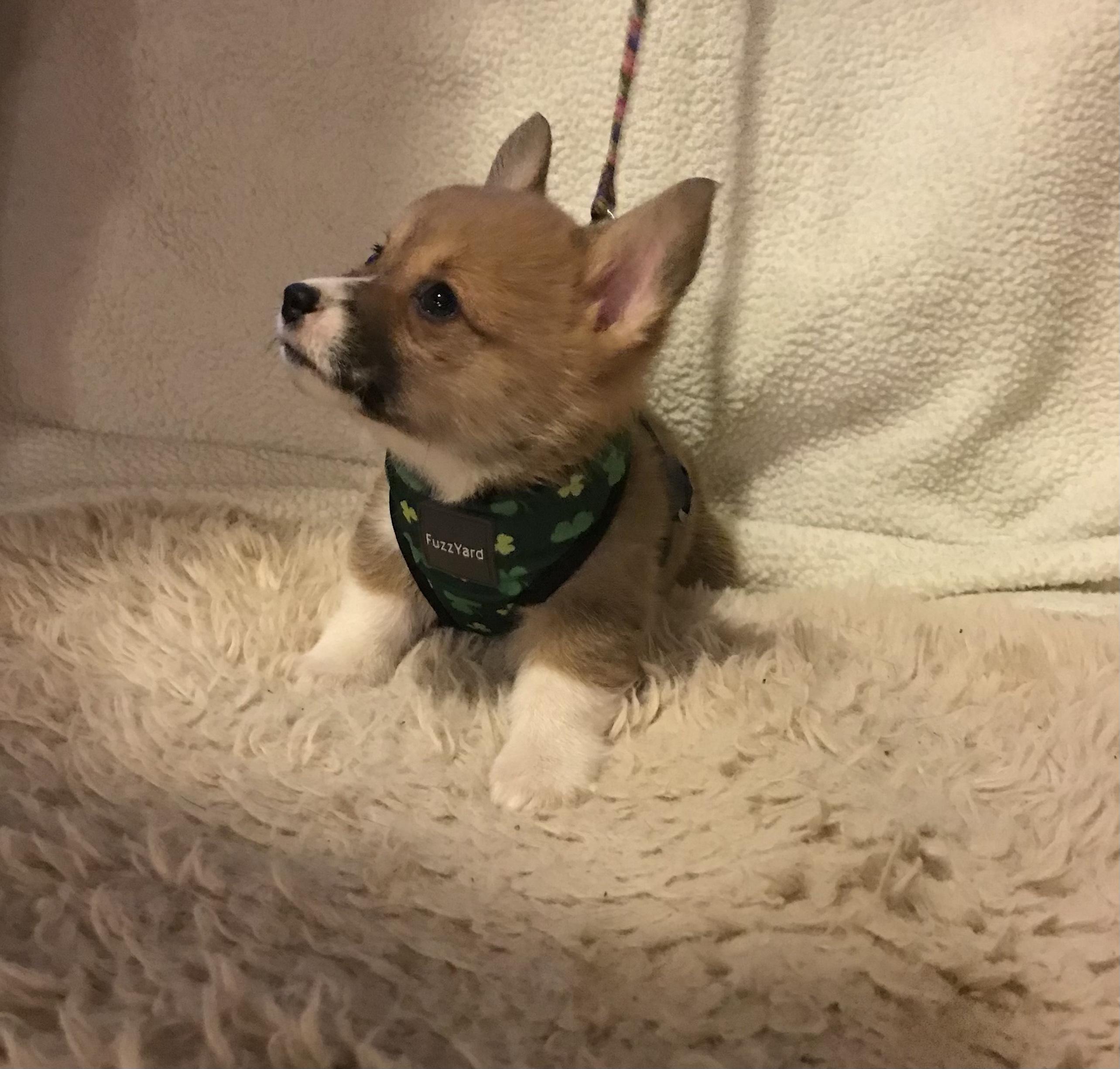 Indian Valley Corgies in Idaho | Pembroke Welsh Corgi puppies | Good Dog