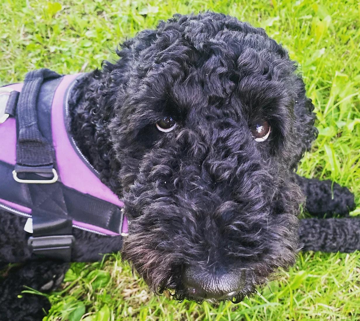 Homestead Family Doodles in Michigan | Goldendoodle puppies | Good Dog