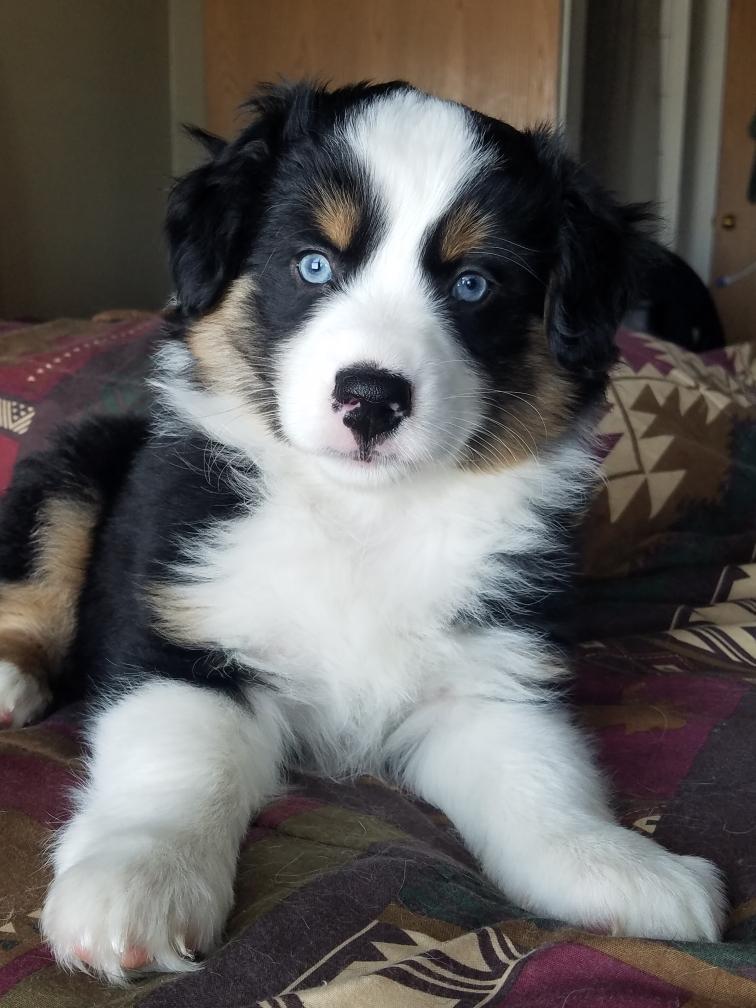 Double T Mini Aussies in Alabama | Miniature Australian Shepherd ...