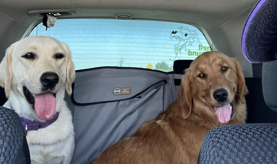 Twisted Wire Ranch Retrievers in California | Golden Retriever and ...