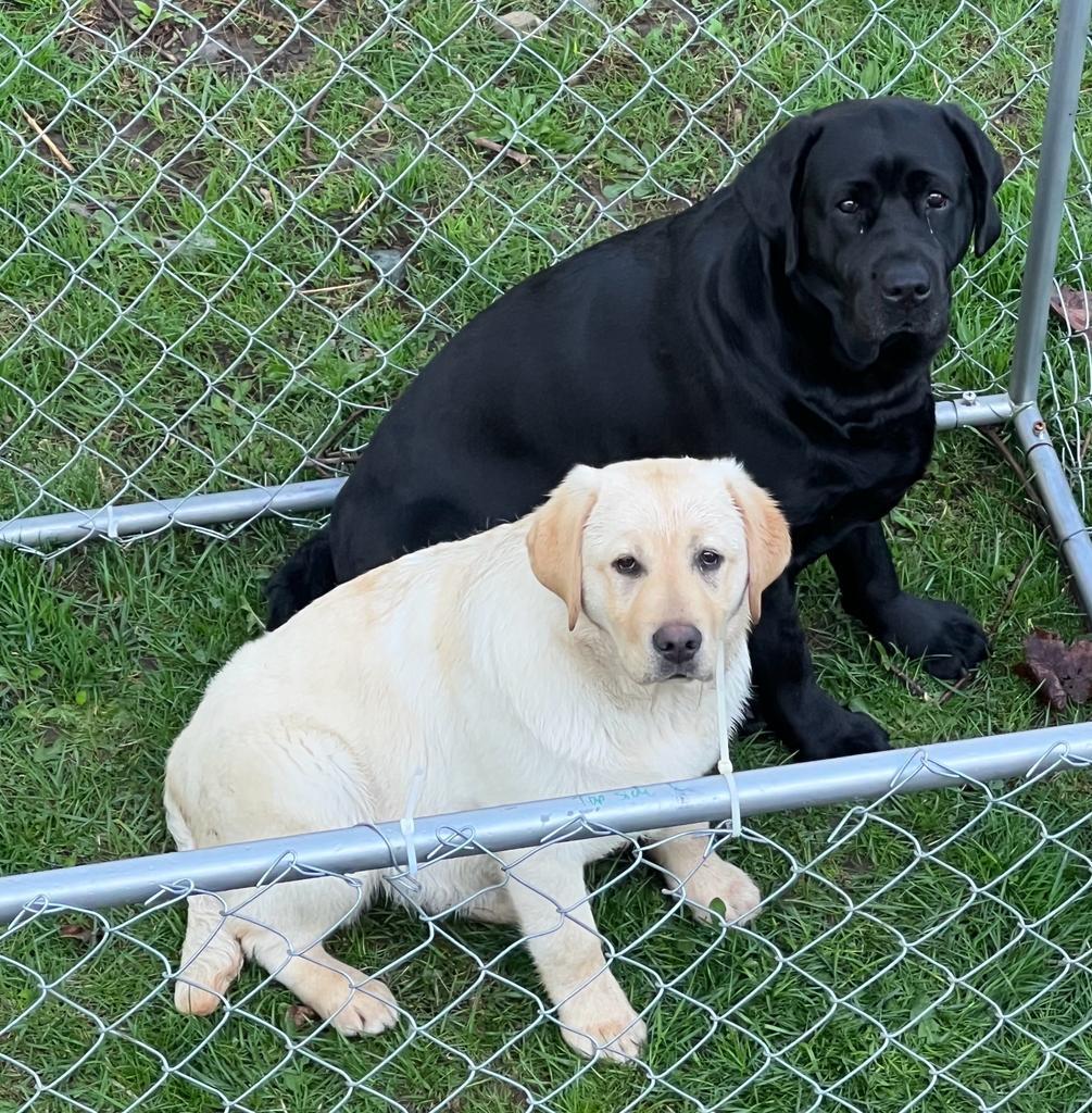 Lasani’s Labradors in New York | Labrador Retriever puppies | Good Dog