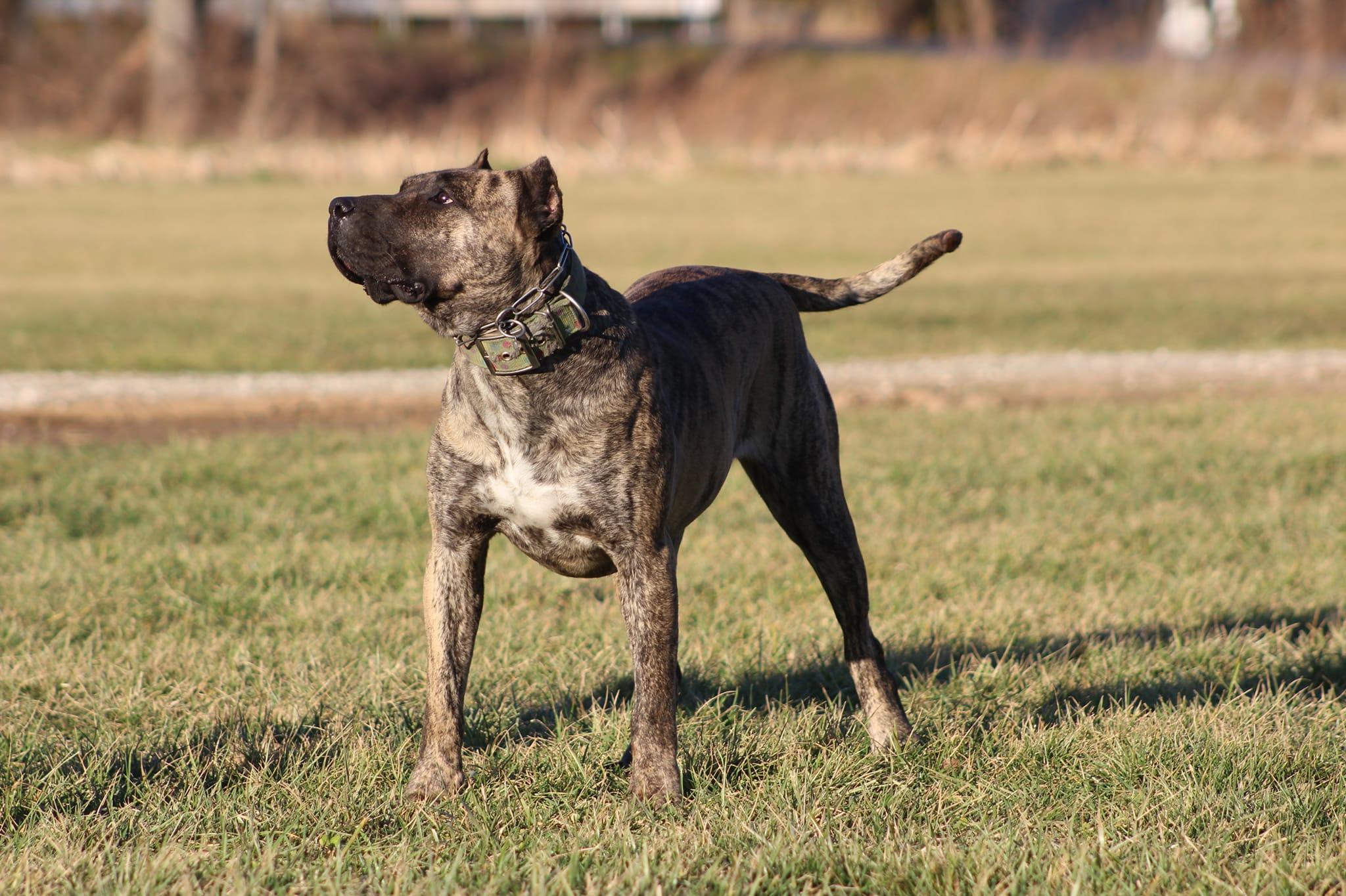 Canarian Bull Kennel in Missouri | Perro de Presa Canario puppies ...