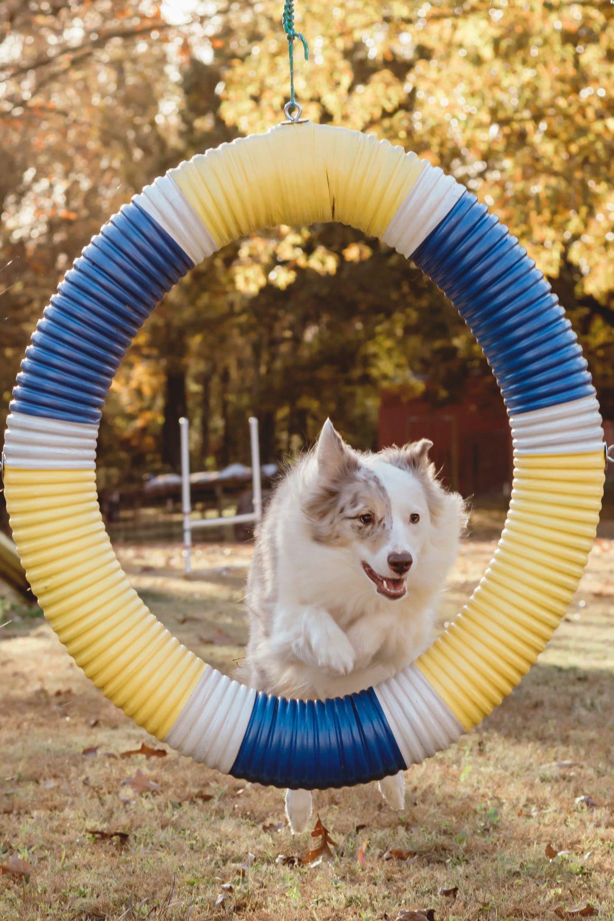 Bluebird Aussiebilities in Arkansas | Miniature Australian Shepherd ...