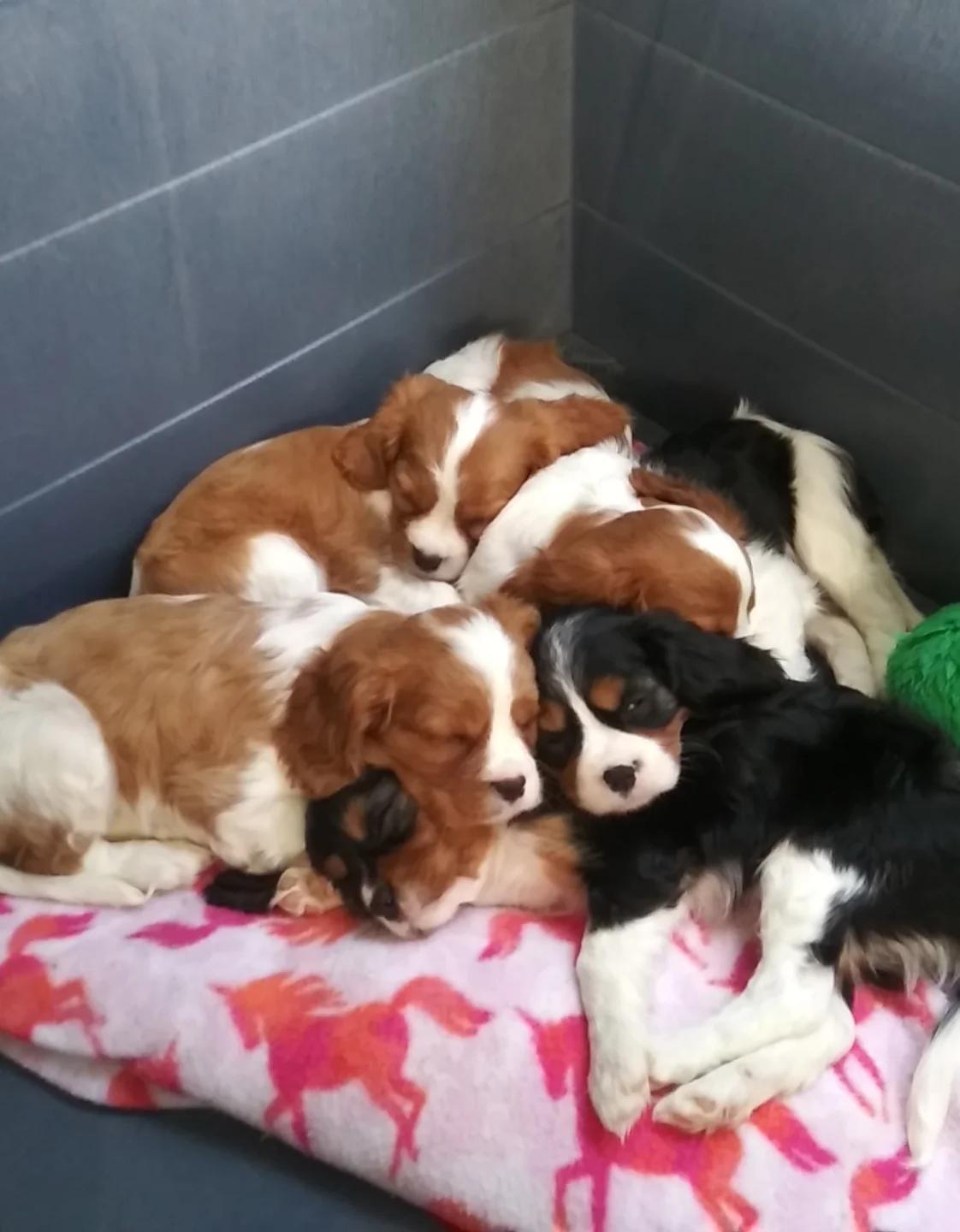 Mainely Cavalier's in Maine | Cavalier King Charles Spaniel puppies ...