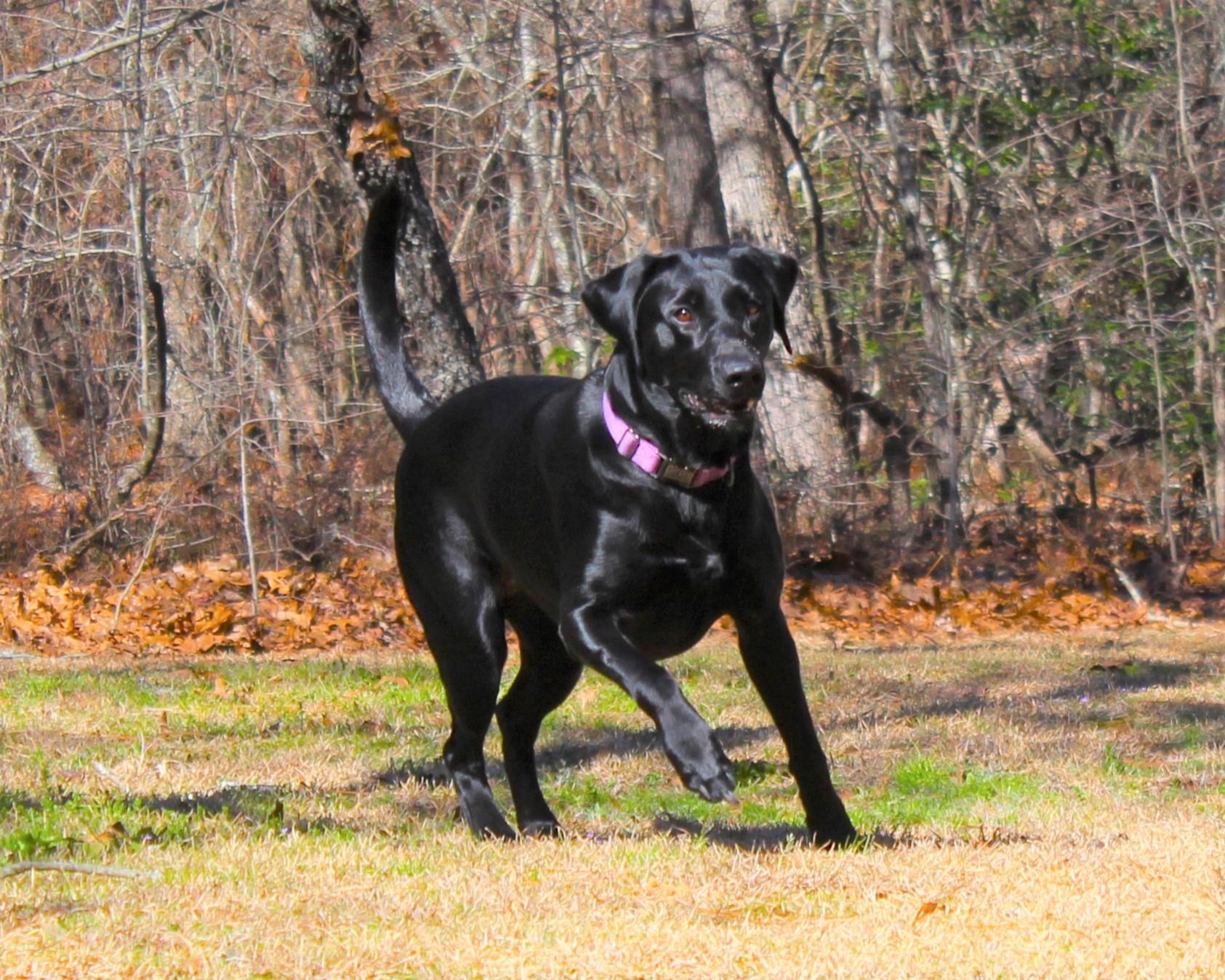 Crout Kennels in South Carolina | Labrador Retriever puppies | Good Dog
