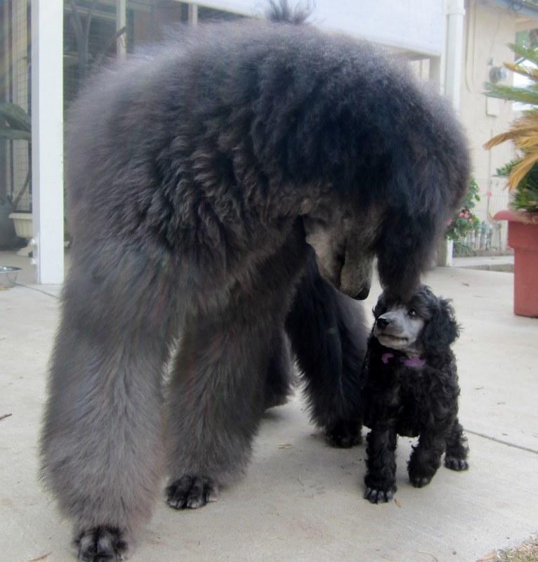 Noriko Poodles in California | Poodle puppies | Good Dog
