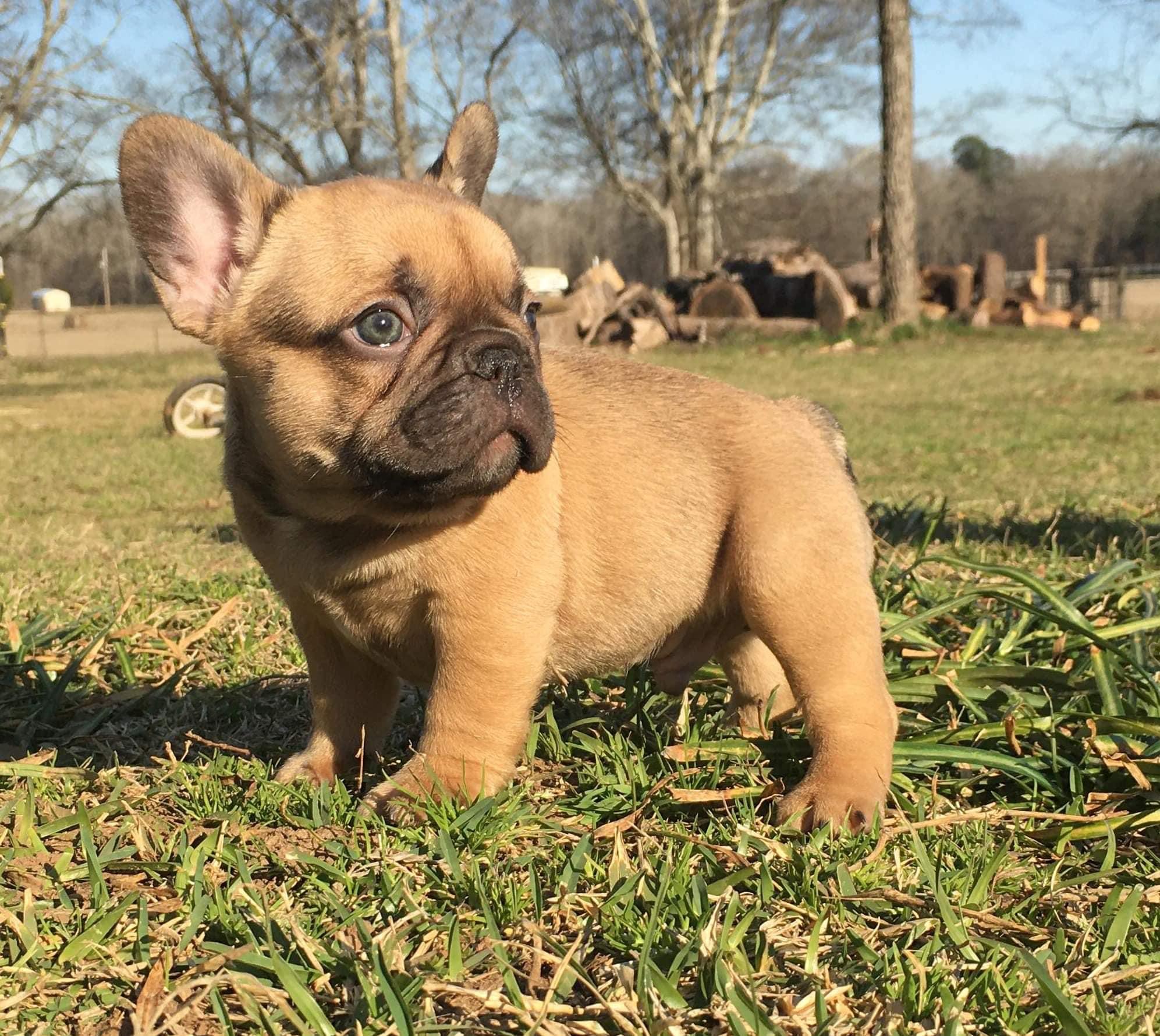 Double Oak Frenchies in Texas | French Bulldog puppies | Good Dog