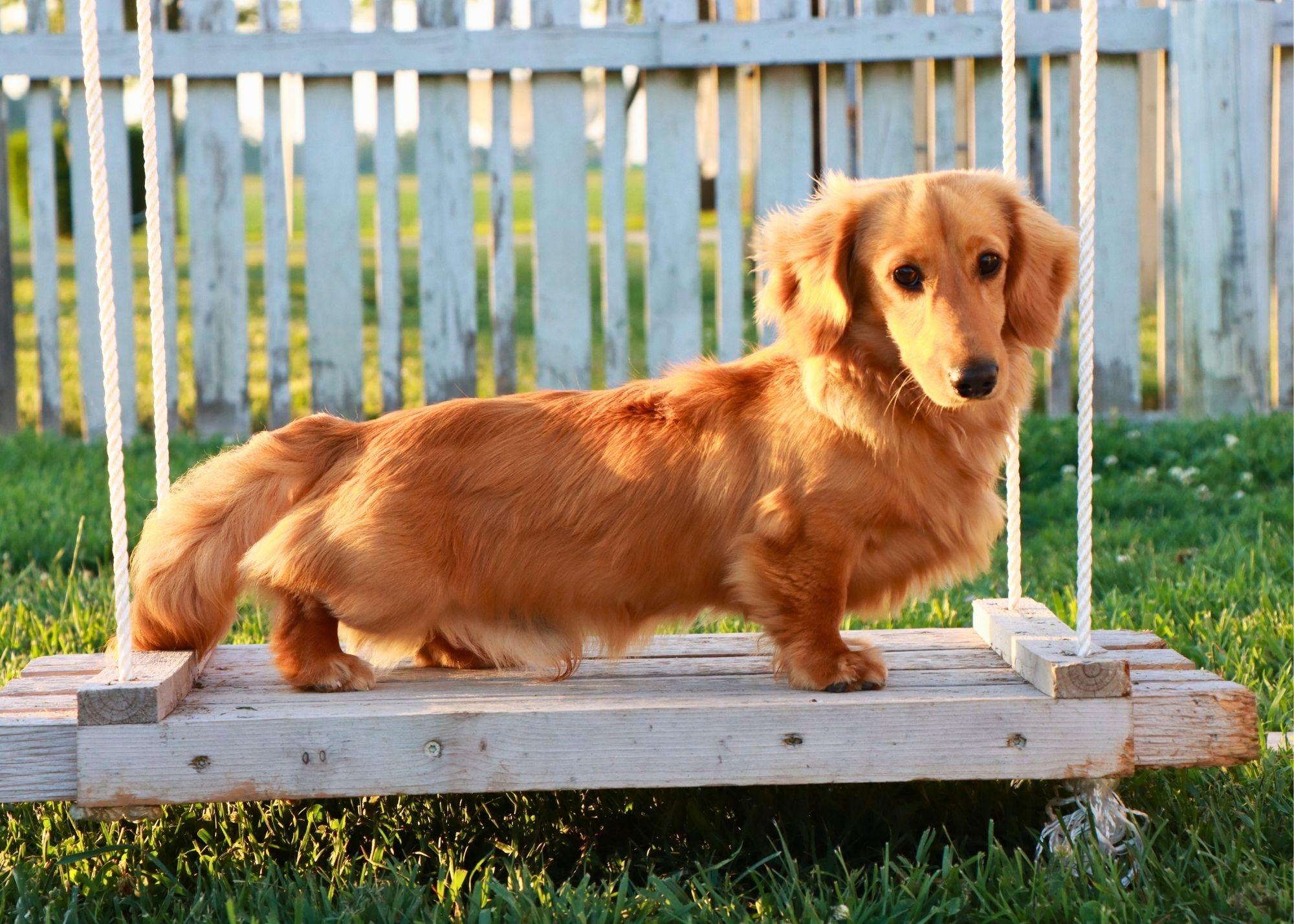 PuppyLove Dachshunds in Indiana | Dachshund puppies | Good Dog