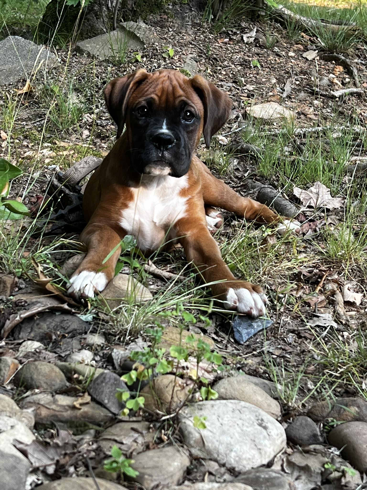 Buffalo Creek Boxers in Virginia | Boxer puppies | Good Dog