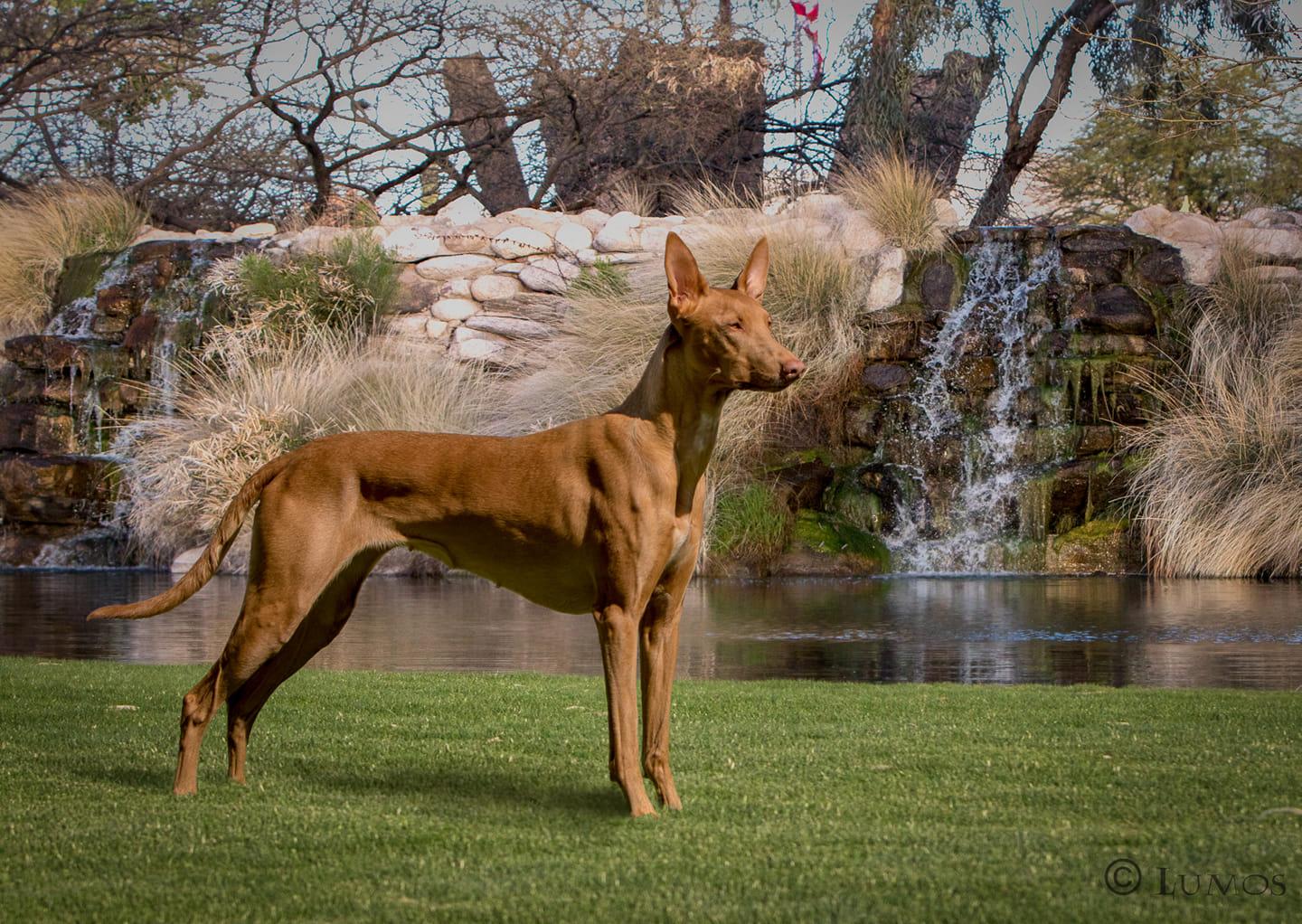 Du Ciel Pharaoh Hounds in Arizona | Pharaoh Hound puppies | Good Dog