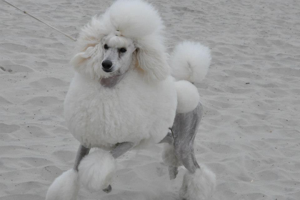 Aurora's Standard Poodles in Georgia | Poodle puppies | Good Dog